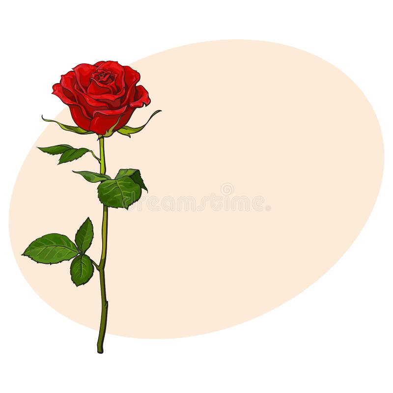 34+ Ruby red rose Free Stock Photos - StockFreeImages