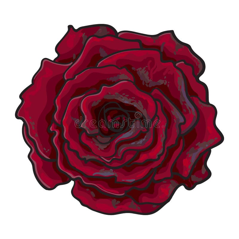 Deep Red, Ruby Rose, Top View Isolated Sketch Vector Illustration Stock ...