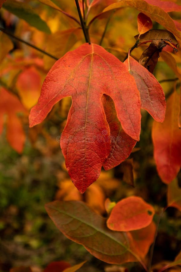 Sassafras leaf stock photo. Image of fall, leaf, northeast - 86460784