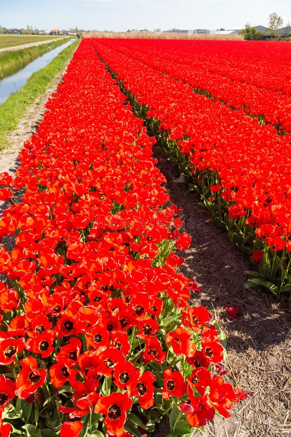 Deep Red Tulip Fields Near Village of Lisse in the Netherlands Stock ...