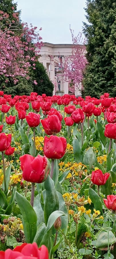 Deep red tulips stock photo. Image of rose, orchid, tulips - 281972720