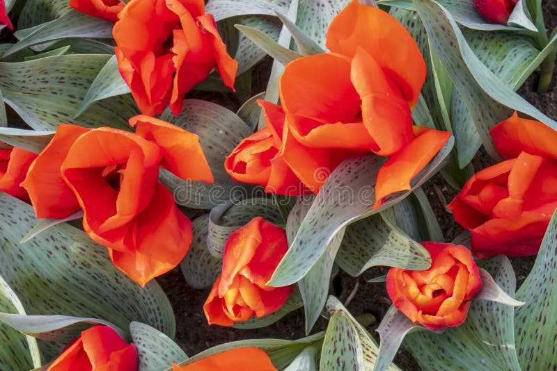 Deep Red Tulips with Beautiful Leaves in a Park in Lisse Stock Photo ...