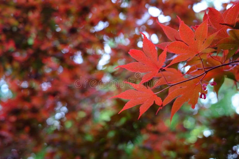 Deep Red Veined Japanese Maple Leaves Stock Photos - Free & Royalty ...