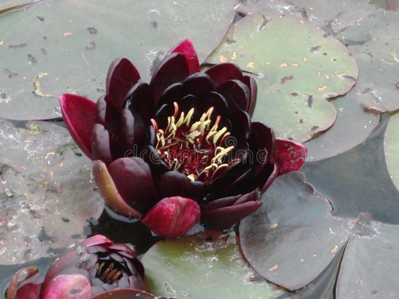 Deep Red Water Lilly stock photo. Image of deep, lilly - 151309674
