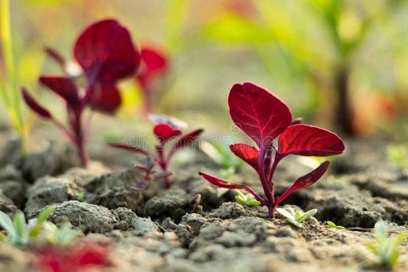 Deep Reddish Coloured Leaves Also Called Red Leafy Cheap Vegetable ...