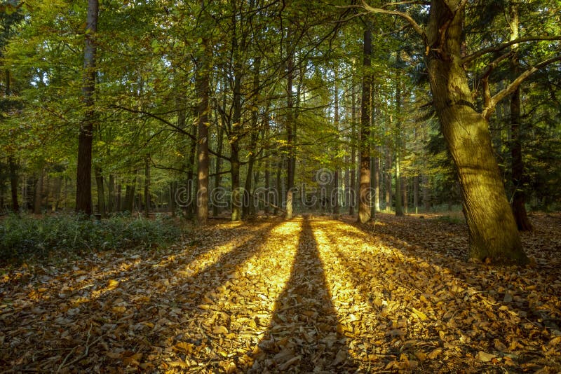Long Shadows of the Trees Going Deep into the Forest Stock Image ...