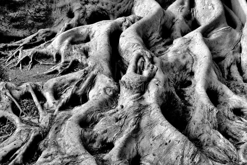 Deep roots stock image. Image of nature, roots, deep - 120057207