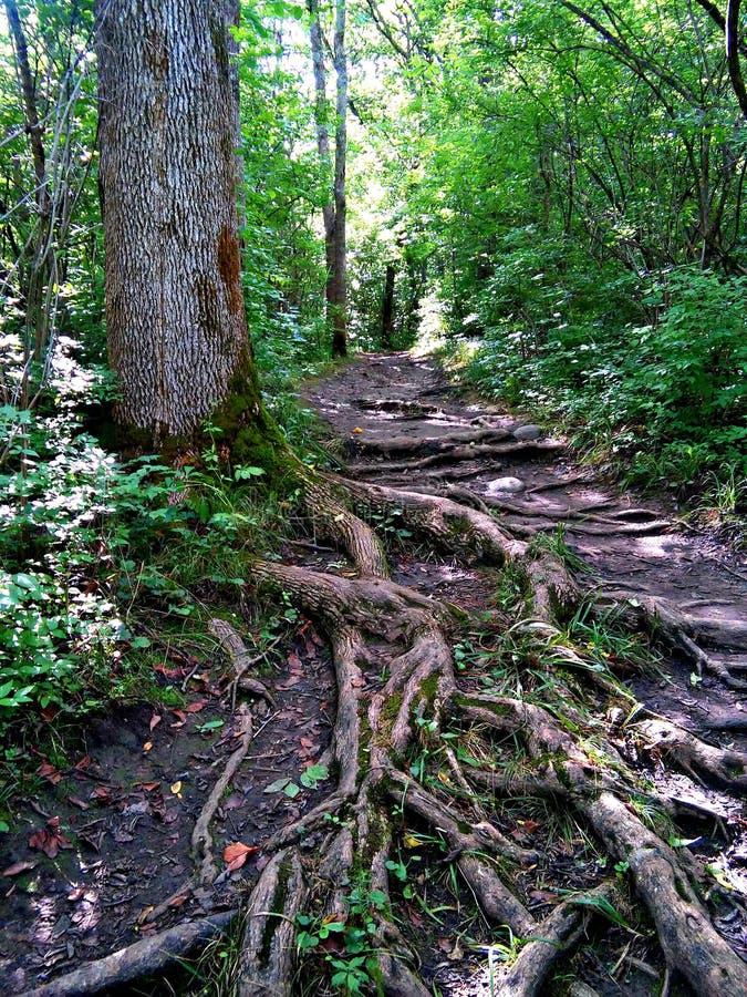 Deep Roots stock image. Image of plants, river, east - 47338539