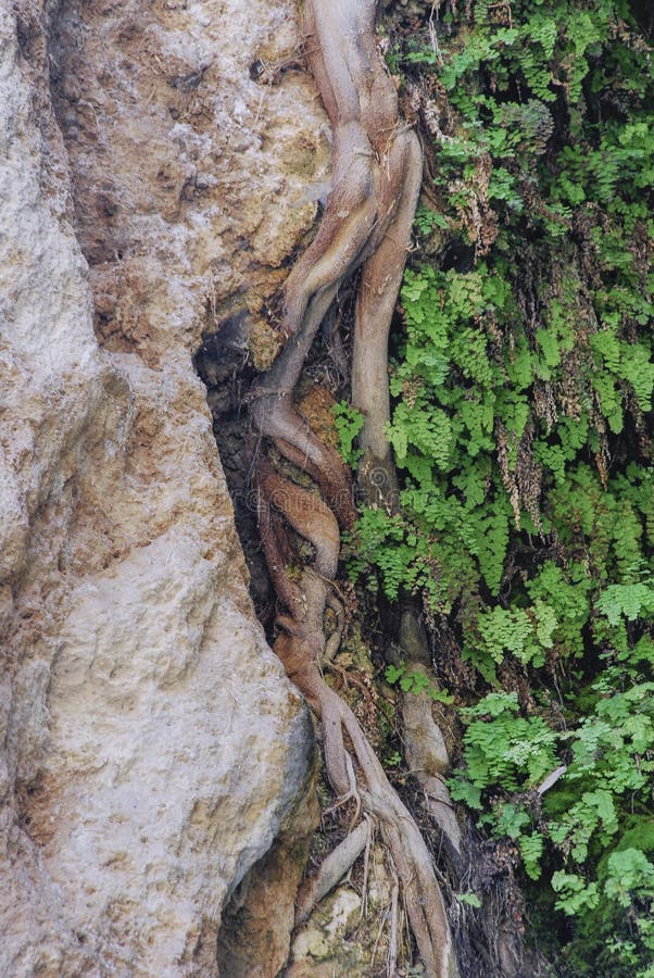Deep Roots stock image. Image of plants, river, east - 47338539