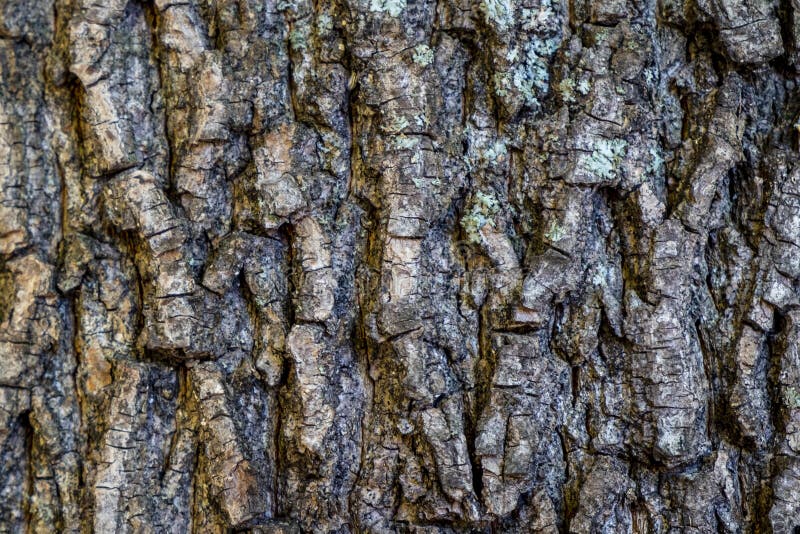 Deep and Rough Texture of Tree Bark Stock Image - Image of abstract ...