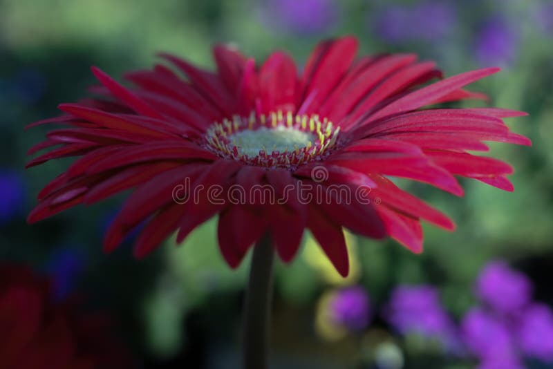 Scarlet Barberton Stock Photos - Free & Royalty-Free Stock Photos from ...