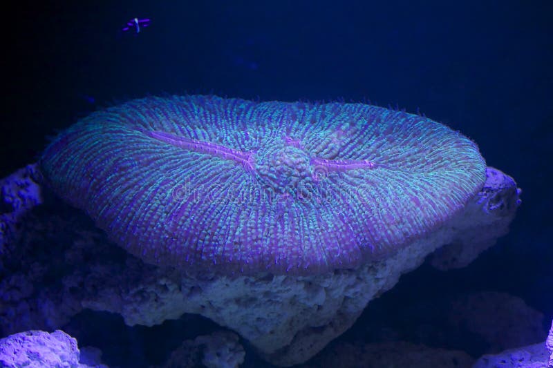 Deep sea coral stock photo. Image of ecological, uneven - 17019794
