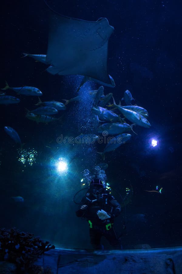 Deep sea diver stock image. Image of swimming, blue - 169451651