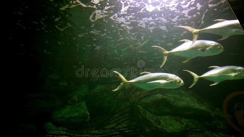 Deep-sea Fish Swim in Big Artificial Aquarium Stock Footage - Video of ...