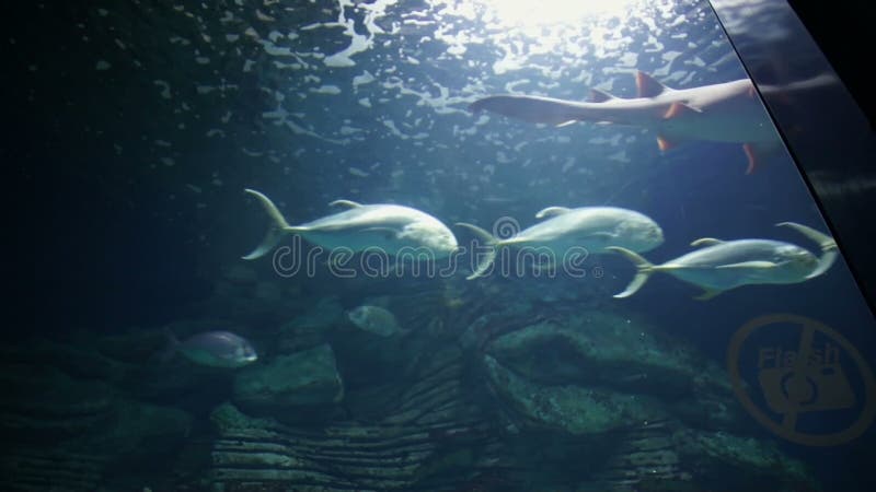 Deep-sea Fish Swim in Big Artificial Aquarium Stock Footage - Video of ...