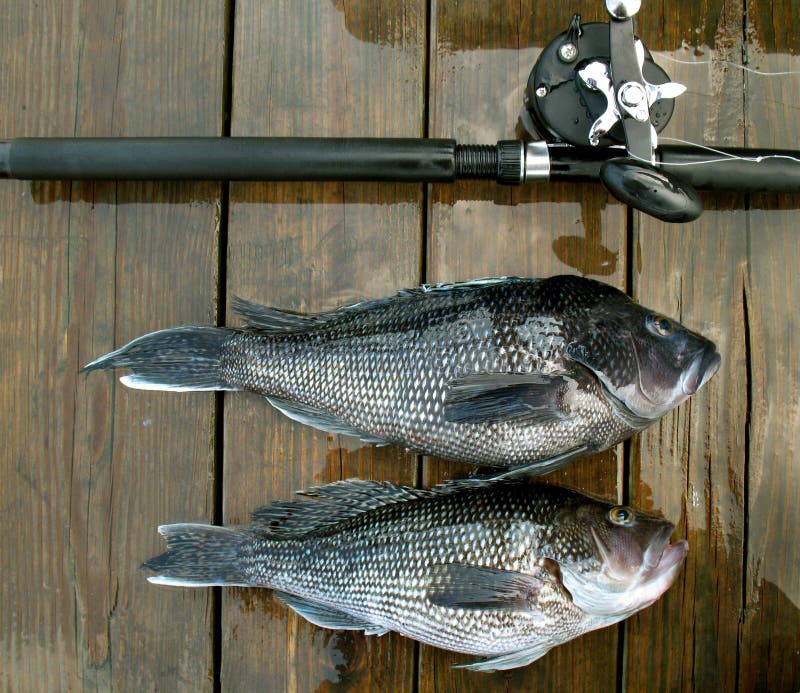 Deep Sea Fishing Catch stock photo. Image of catch, pair - 5106176
