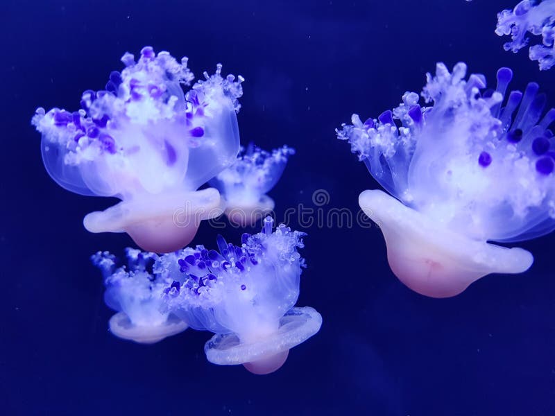 Deep Sea Jellyfish with White Bubbles Stock Image - Image of jellyfish ...
