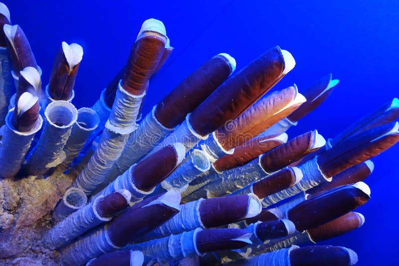 Deep Sea Razor Shells stock photo. Image of blue, ocean - 160319500