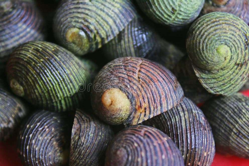 Deep sea shell stock photo. Image of group, beauty, periostracum ...