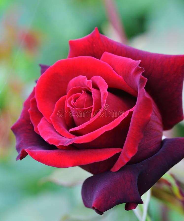 Deep Secret Rose stock photo. Image of rosa, rose, england - 81416166