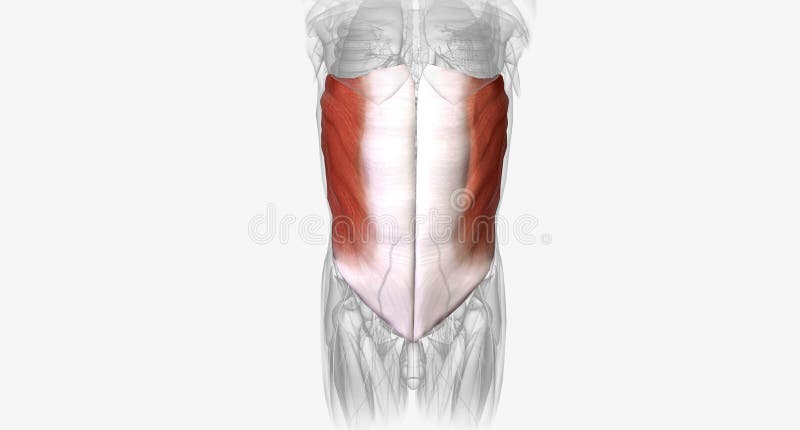 Deep in the Skin, the Abdominal Wall Consists of Five Muscles, Which ...