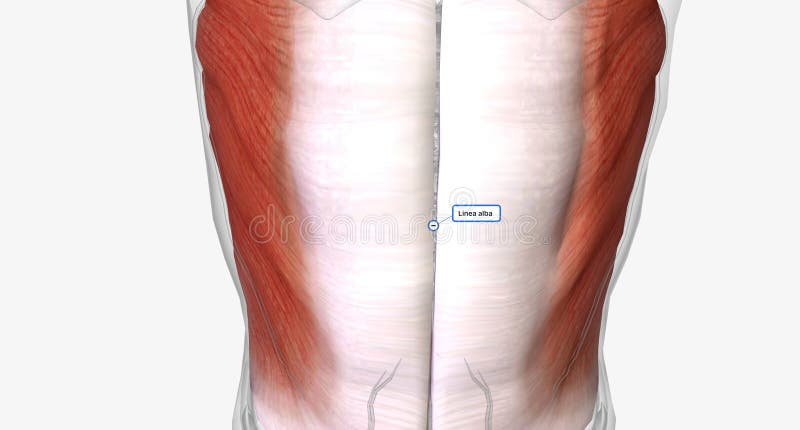 Deep in the Skin, the Abdominal Wall Consists of Five Muscles, Which ...