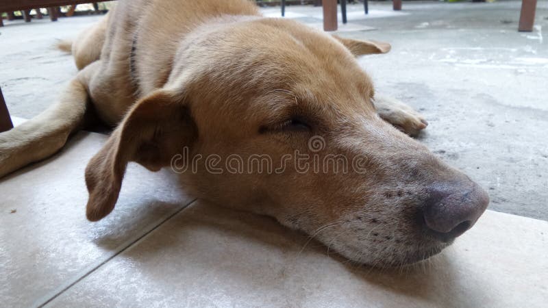 Deep sleep dog stock image. Image of sleep, sleeping - 51690557
