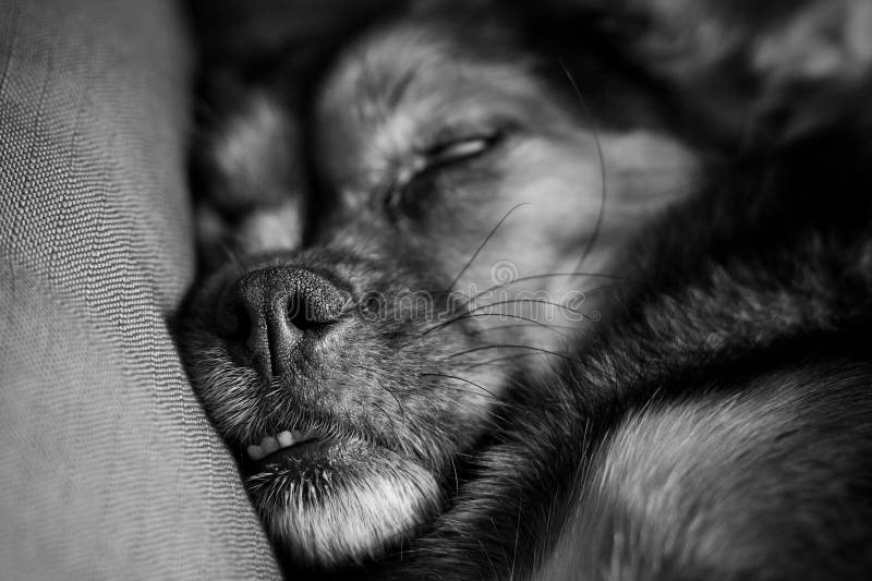 Deep Sleep of a Mixed Breed Dog Stock Photo - Image of mixed, breed ...