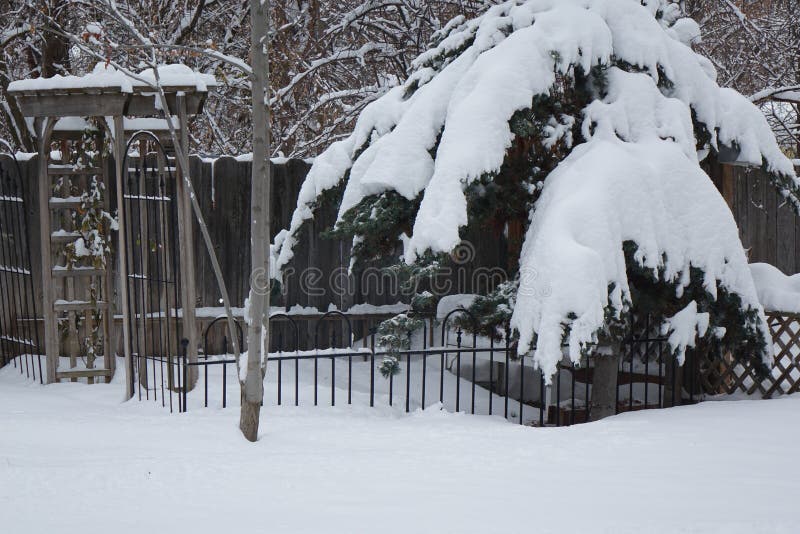 Deep Snow Covers Pine Tree stock image. Image of seasons - 91815253