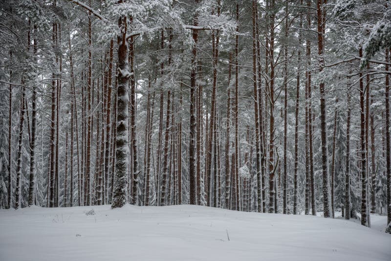 Deep Snow in Forest in Winter Stock Image - Image of cold, frozen ...