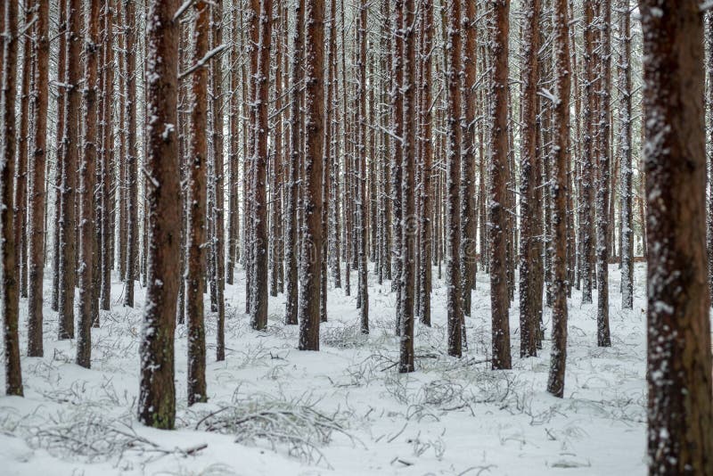 Deep Snow in Forest in Winter Stock Photo - Image of cold, landscape ...