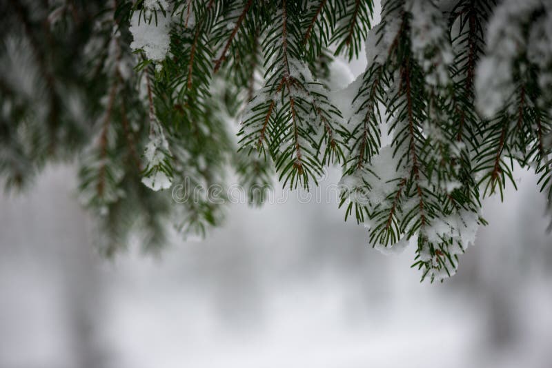Deep Snow in Forest in Winter Stock Image - Image of frost, snow: 144327933