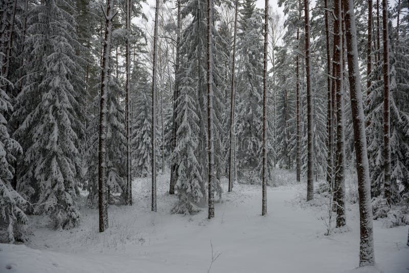 Deep Snow in Forest in Winter Stock Photo - Image of snowstorm, forest ...