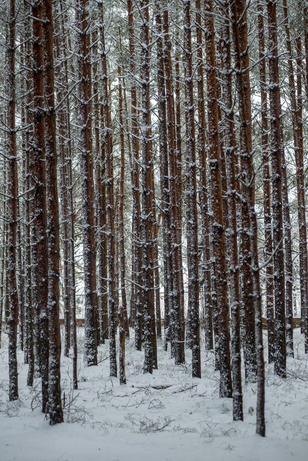 Deep Snow in Forest in Winter Stock Image - Image of winter, tree ...