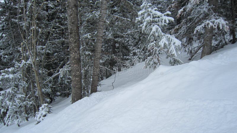 Powder Day in Utah stock photo. Image of city, park, looking - 43343306