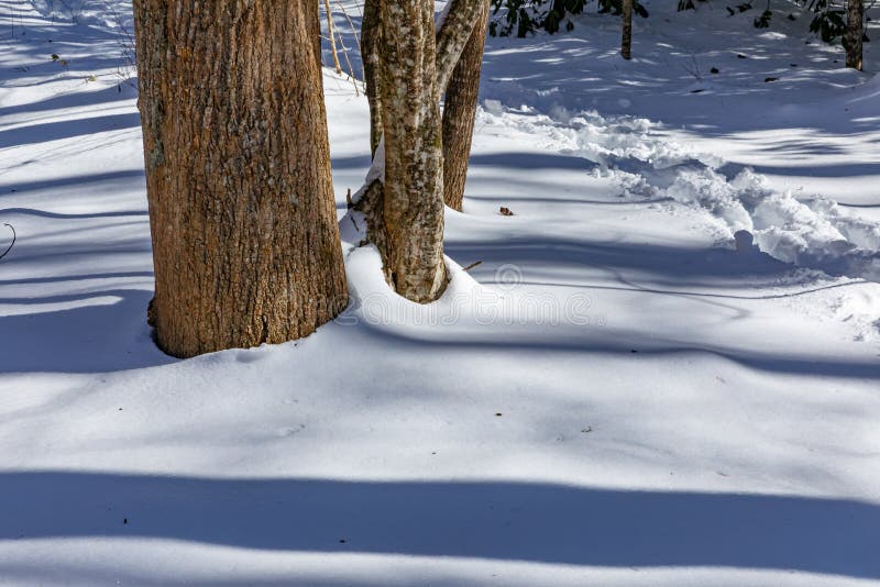 Deep Snow Surrounds Large Trees in Pisgah Forest Stock Image - Image of ...