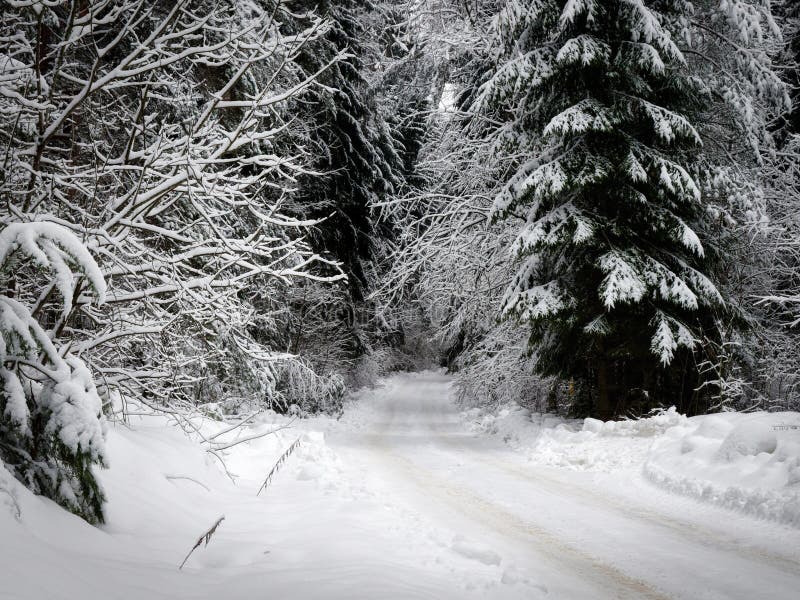 Deep Snow Winter Forest Road in Spruce Forest Trees in Snow Stock Image ...