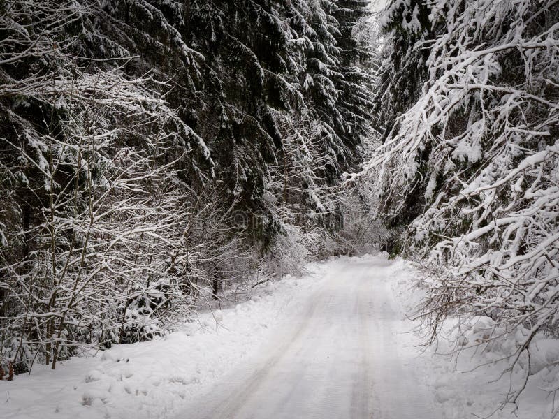 Deep Snow Winter Forest Road in Spruce Forest Trees in Snow Stock Photo ...