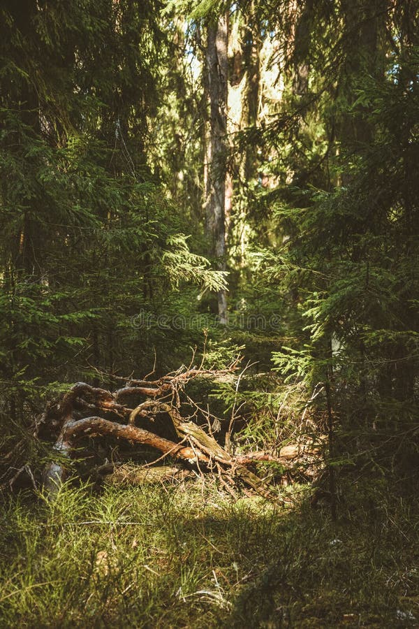 Deep Spring Forest with Warm Sunlight. Thickets with Rich Vegetation ...