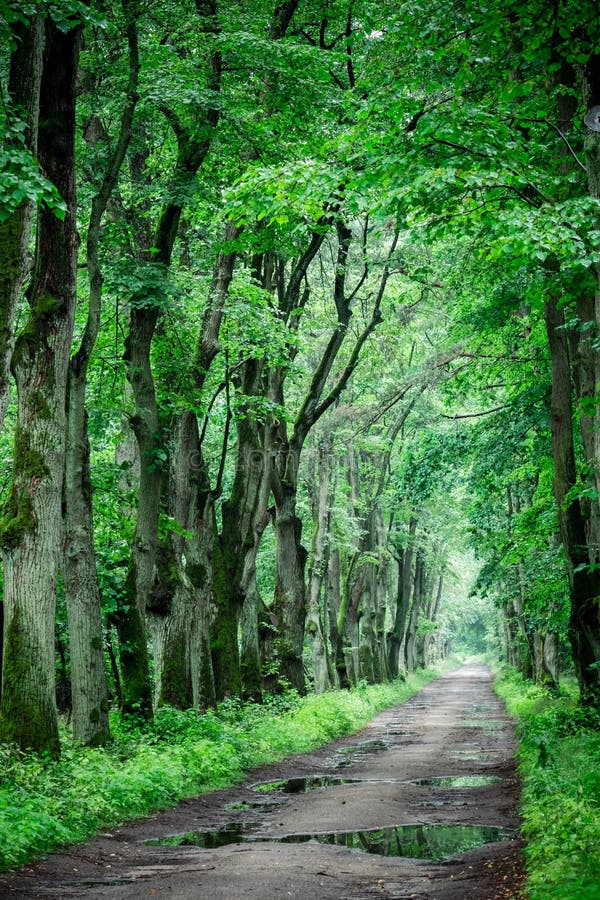 Deep spring green forest stock image. Image of light - 77505991