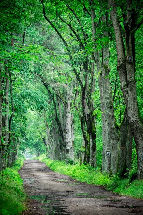 Deep spring green forest stock photo. Image of deep, light - 77506136