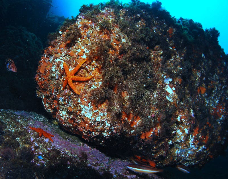 Deep star stock image. Image of dive, crustacean, biology - 58311629