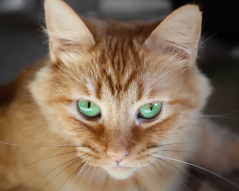 Deep Stare stock image. Image of kitten, stare, green - 93808703