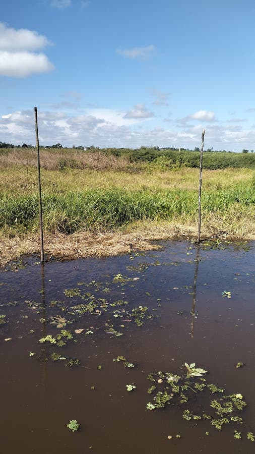 Deep Swamp in the Morning in South Kalimantan Stock Image - Image of ...