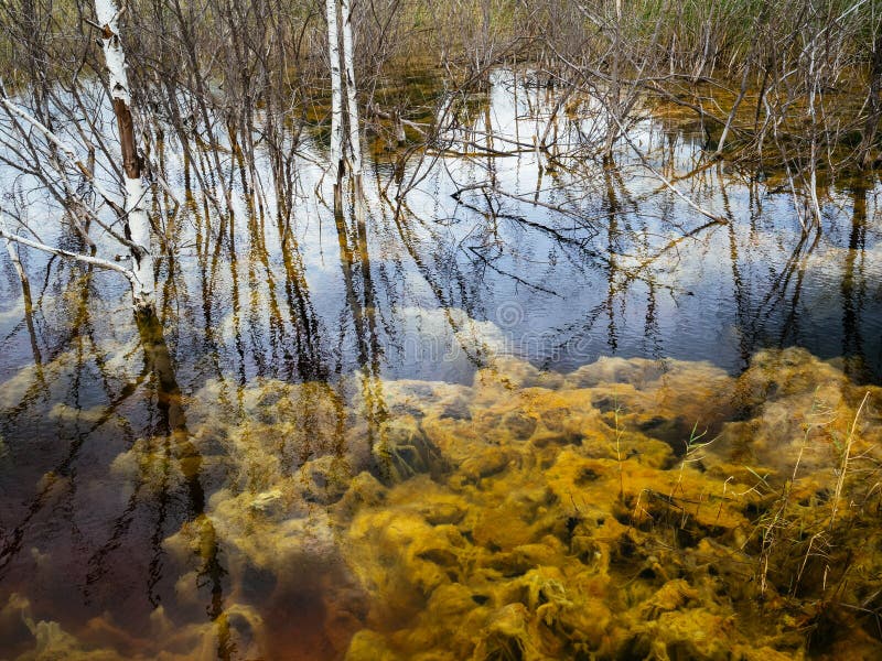 213 Underwater Swamp Plants Stock Photos - Free & Royalty-Free Stock ...