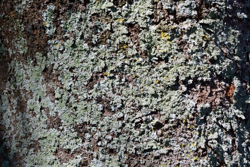 Deep Texture and Colour of Aged Tree Bark Stock Image - Image of tree ...