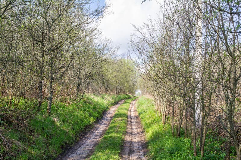 Trees Hanging Over a Country Road, Path To the Light Stock Image ...