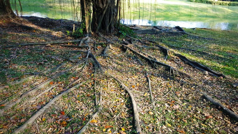 1,930 Plant Deep Roots Stock Photos - Free & Royalty-Free Stock Photos ...