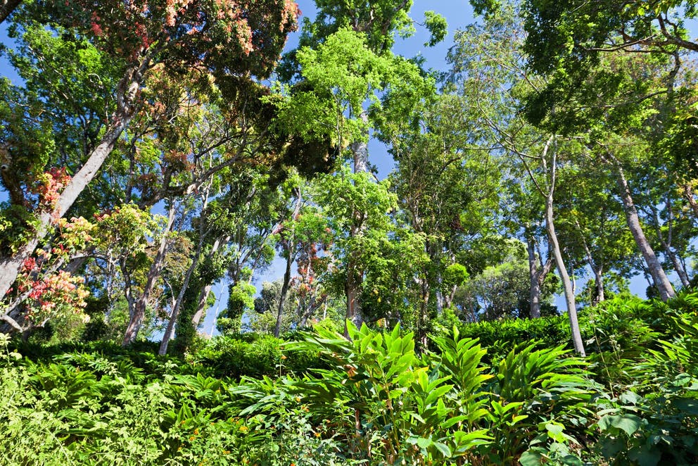 Deep tropical forest stock image. Image of jungle, area - 26930939