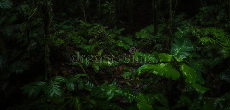 Deep Tropical Jungles. Dense Forest Landscape Stock Illustration ...